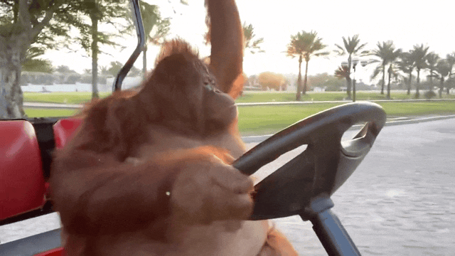 Memes | Infinite Objects