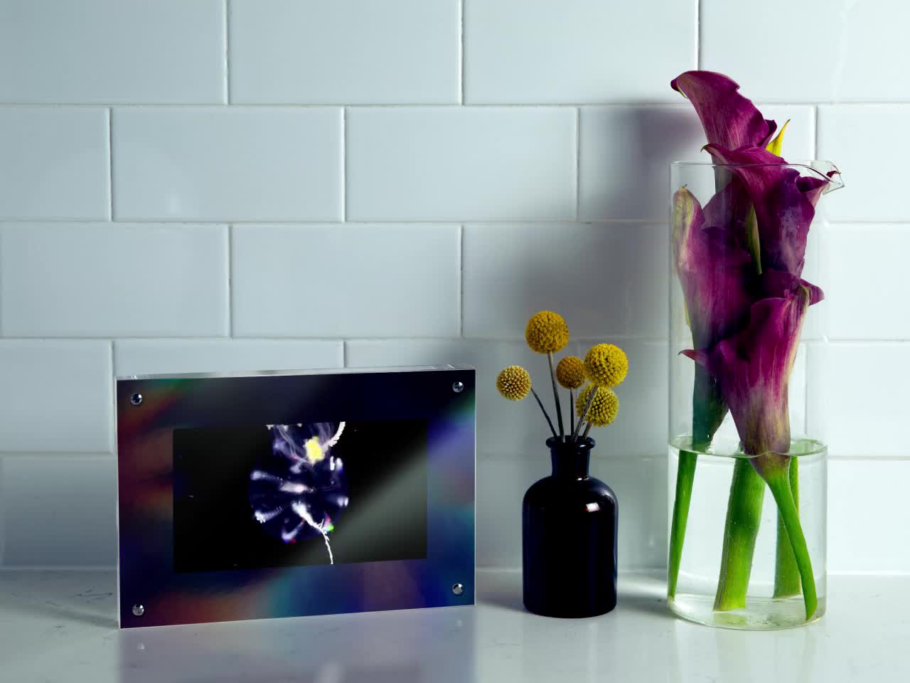 Iridescent Ctenophore | Infinite Objects