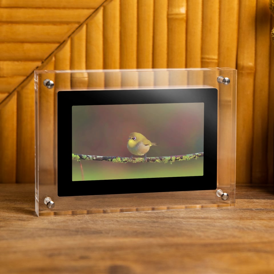 Put a Bird On It | Infinite Objects